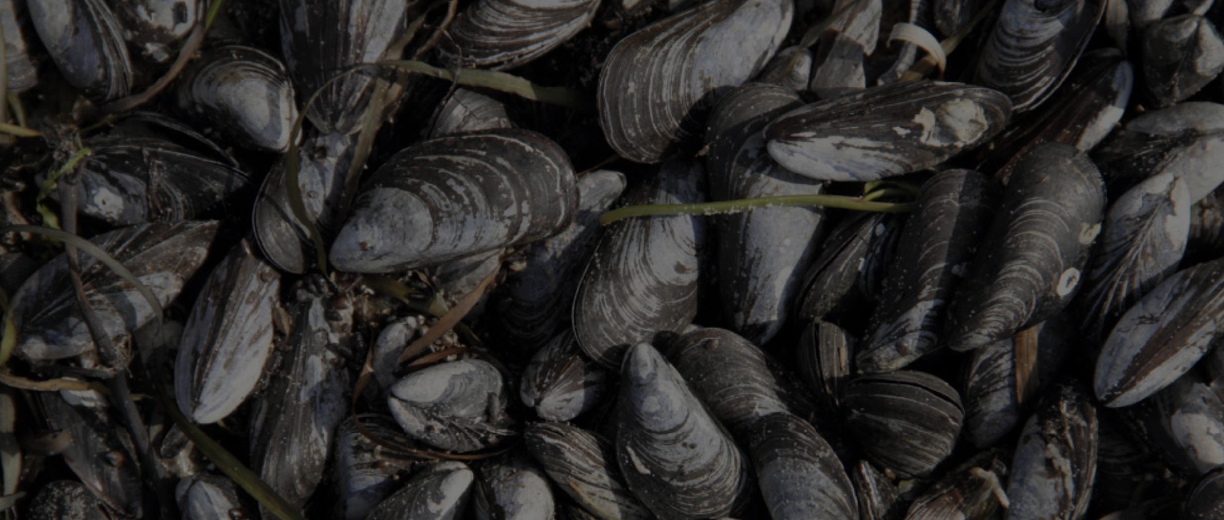 WAVES - Working towards Adaptive and Versatile Environmental ...