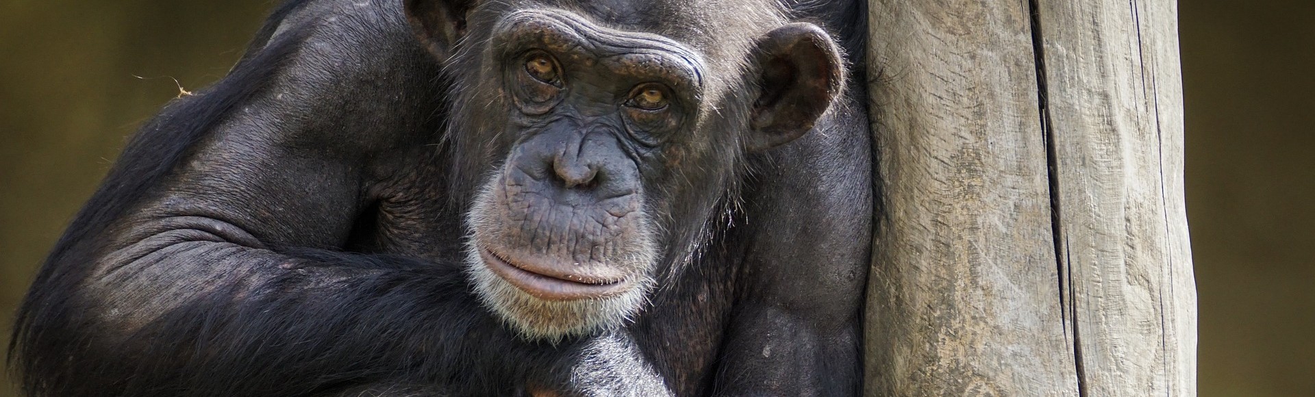 EXPERT COMMENT: Bonobos and chimps - what our closest relatives tell us about humans