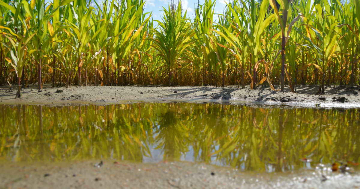 EXPERT COMMENT: The secret world of puddles