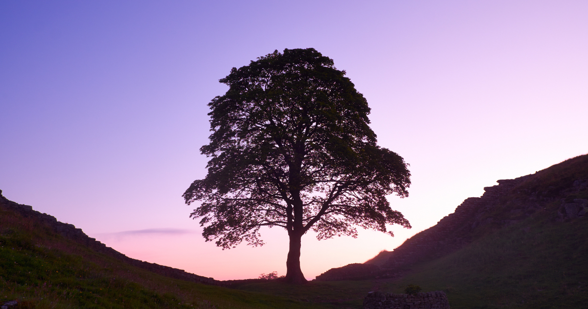 EXPERT COMMENT Sycamore Gap: what the long life of a single tree can ...
