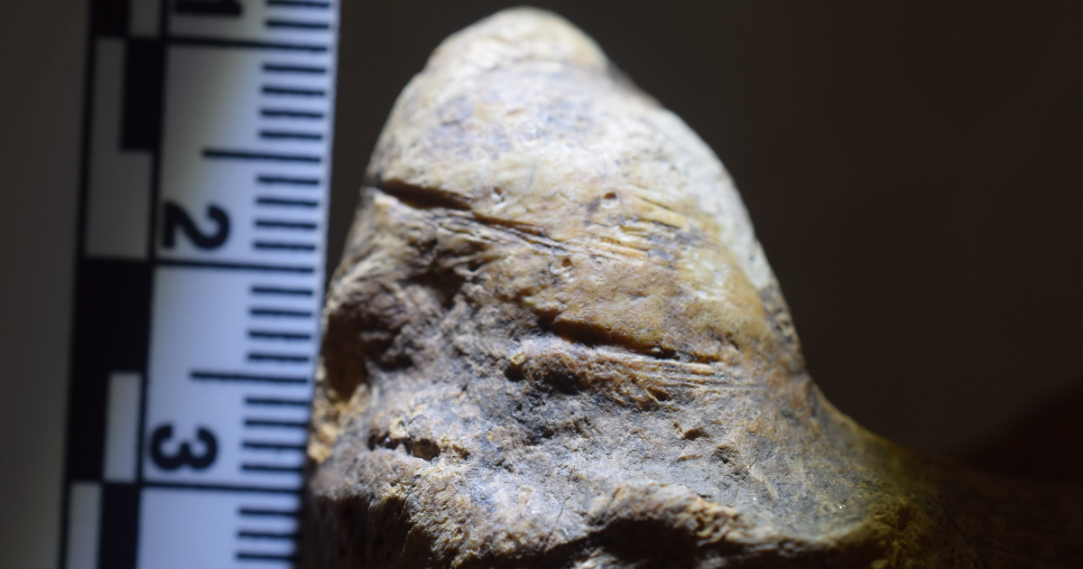 Scientists discover oldest evidence of early human activity in Europe